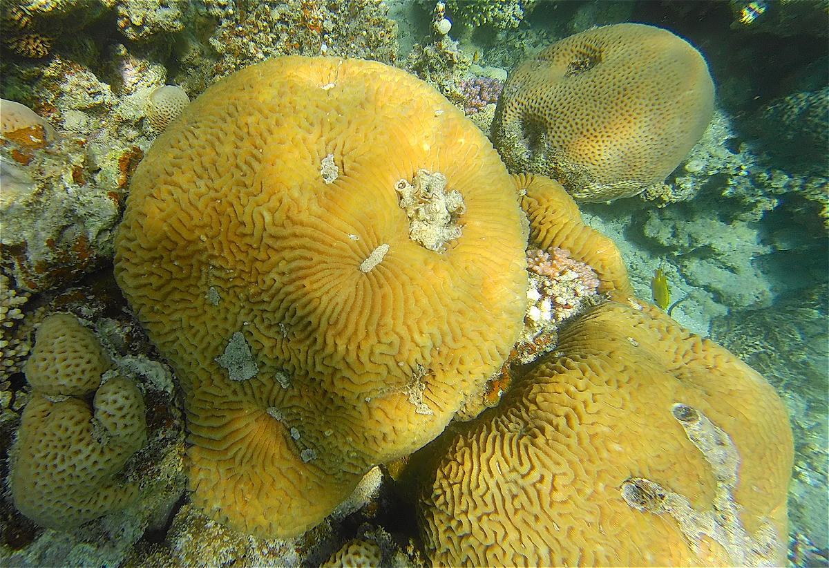 Platygyra daedalea (Ellis & Solander, 1786)