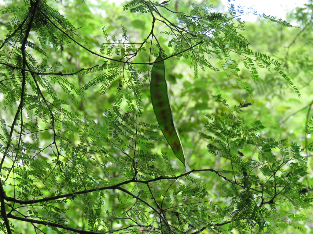 quebracho (Lysiloma divaricatum) - Botanical Realm