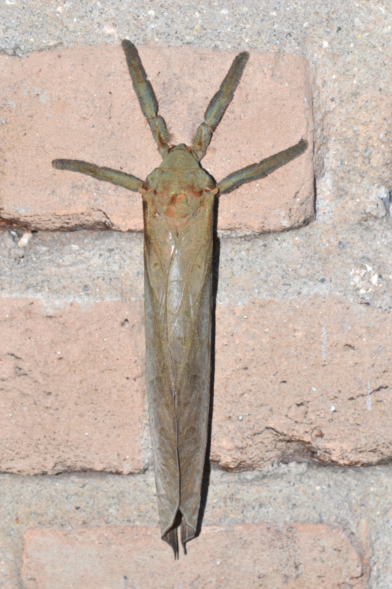 Trichophassus giganteus (Herrich-Schäffer, 1853)