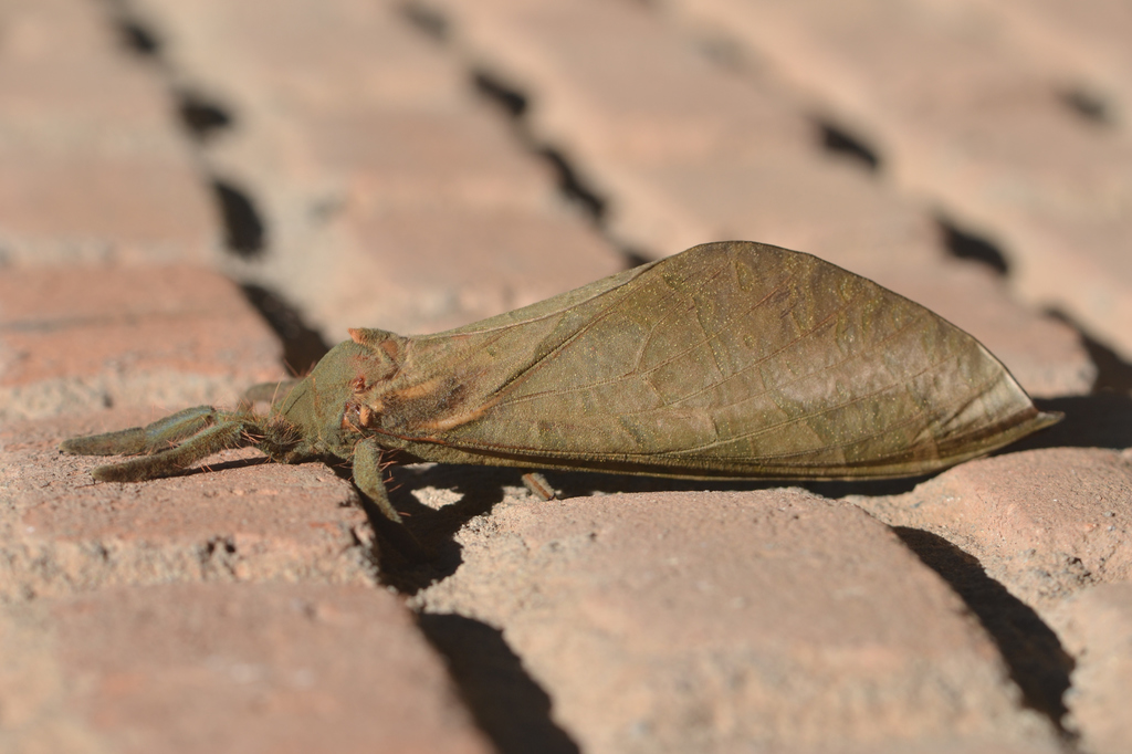 Mariposa-fantasma (Panambi Guaçu) · iNaturalist