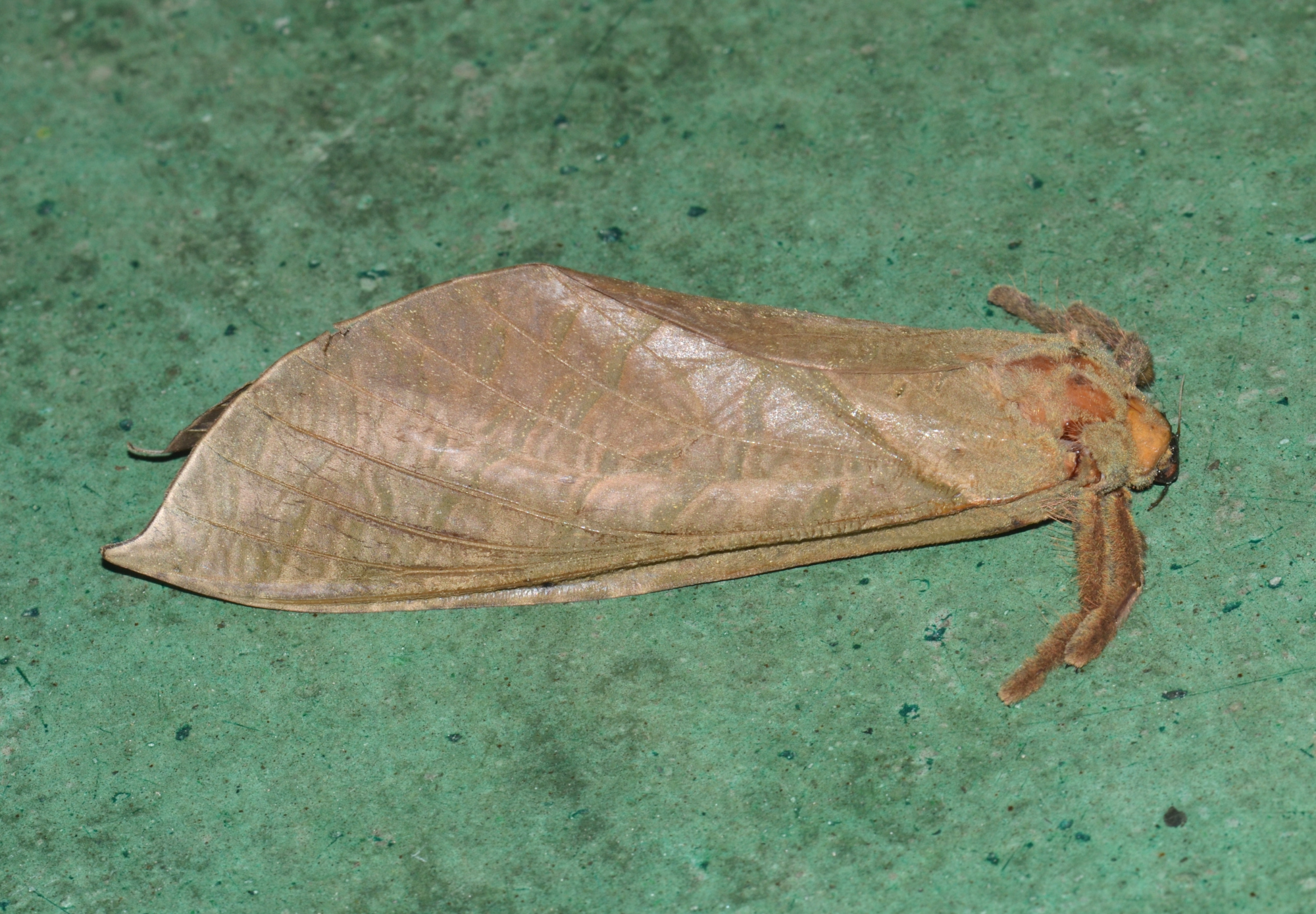 Trichophassus giganteus (Herrich-Schäffer, 1853)