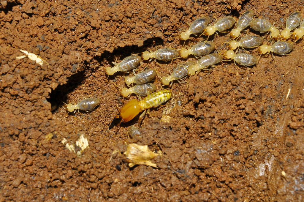 Neocapritermes opacus from Concórdia - SC, 89700-000, Brasil on January ...