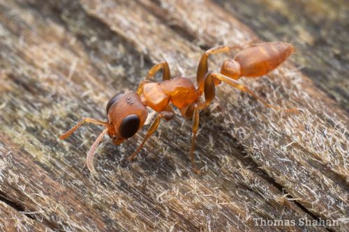 Pseudomyrmex boopis · iNaturalist