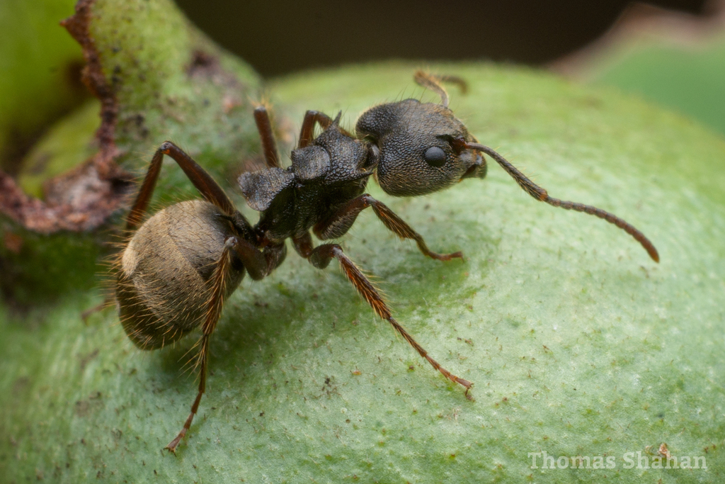Dolichoderus bispinosus (Insectos de Yopal) · iNaturalist