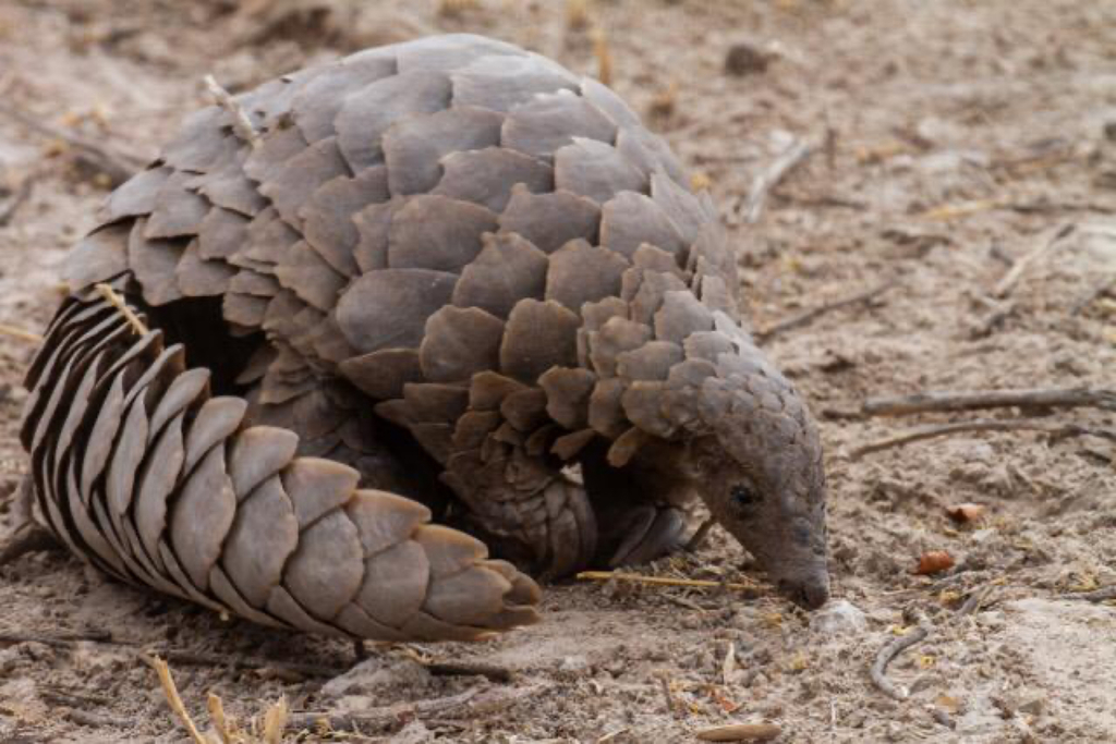 luskoun stepní (Mammals of Kidepo Valley National Park) · iNaturalist