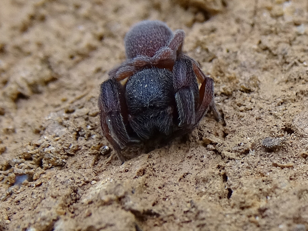 Common Palp-footed Spiders from Αττική, Ελλάδα on March 31, 2018 at 06: ...