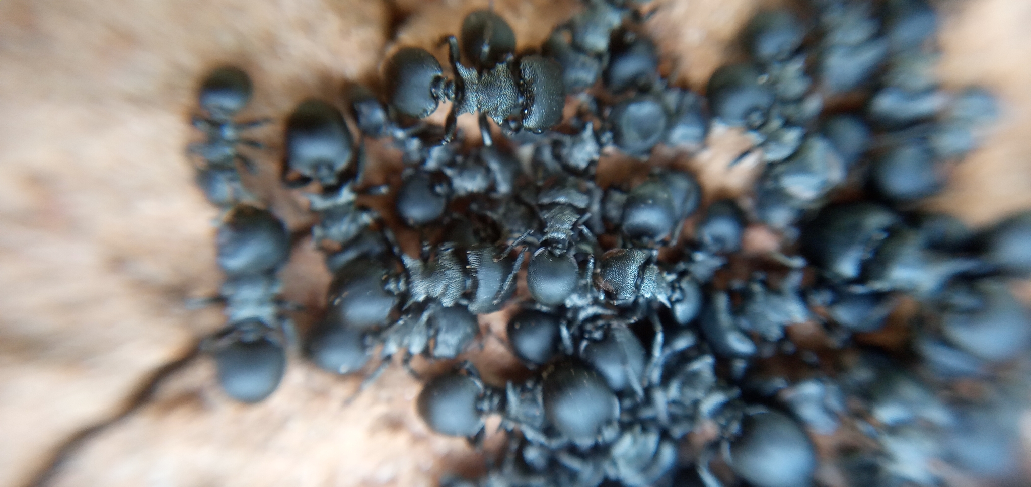 Cephalotes pusillus (Klug, 1824)