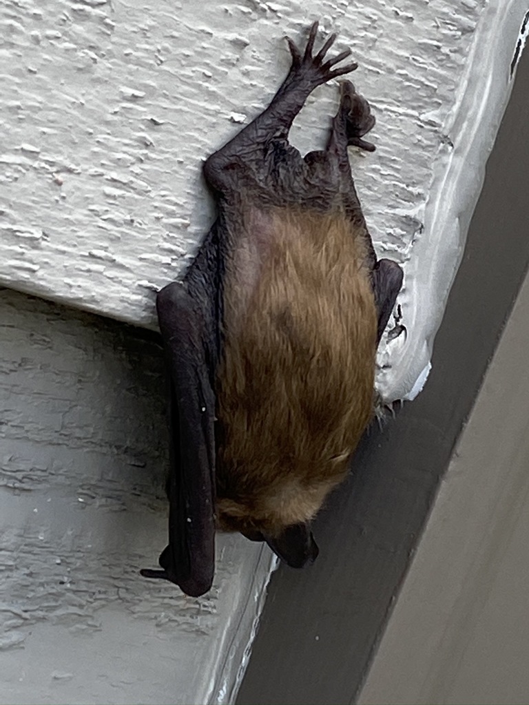 Big Brown Bat in June 2020 by Allison Ferris · iNaturalist