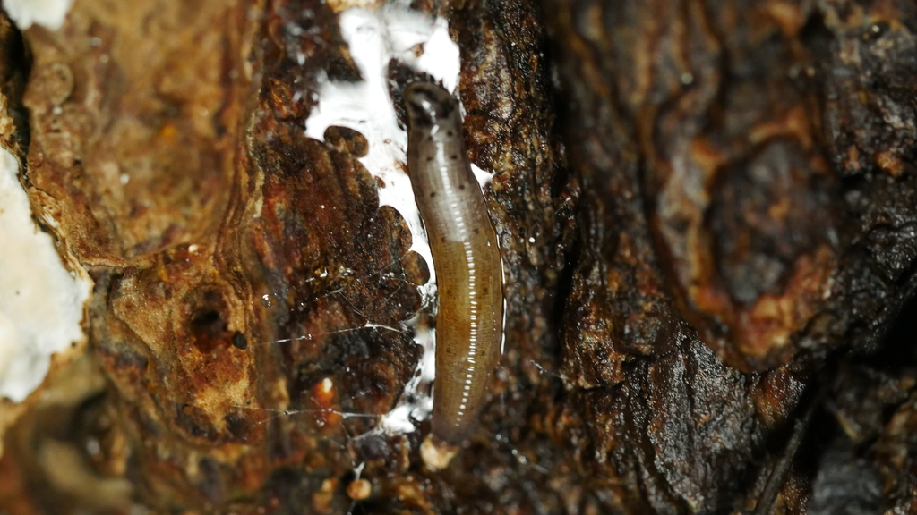 Predatory Fungus Gnats from Accomack County, VA, USA on January 28 ...