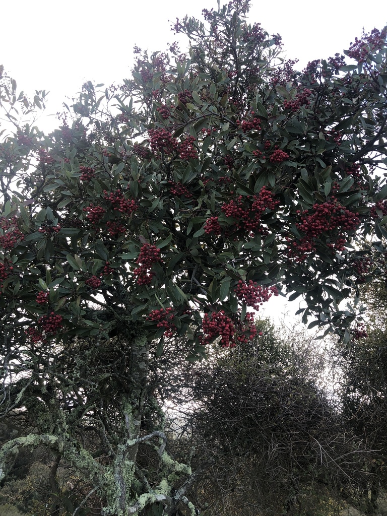 Toyon from Foothills Park, Palo Alto, CA, US on January 29, 2021 at 03: ...