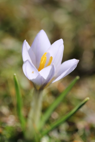 Subtribe Crocinae · iNaturalist