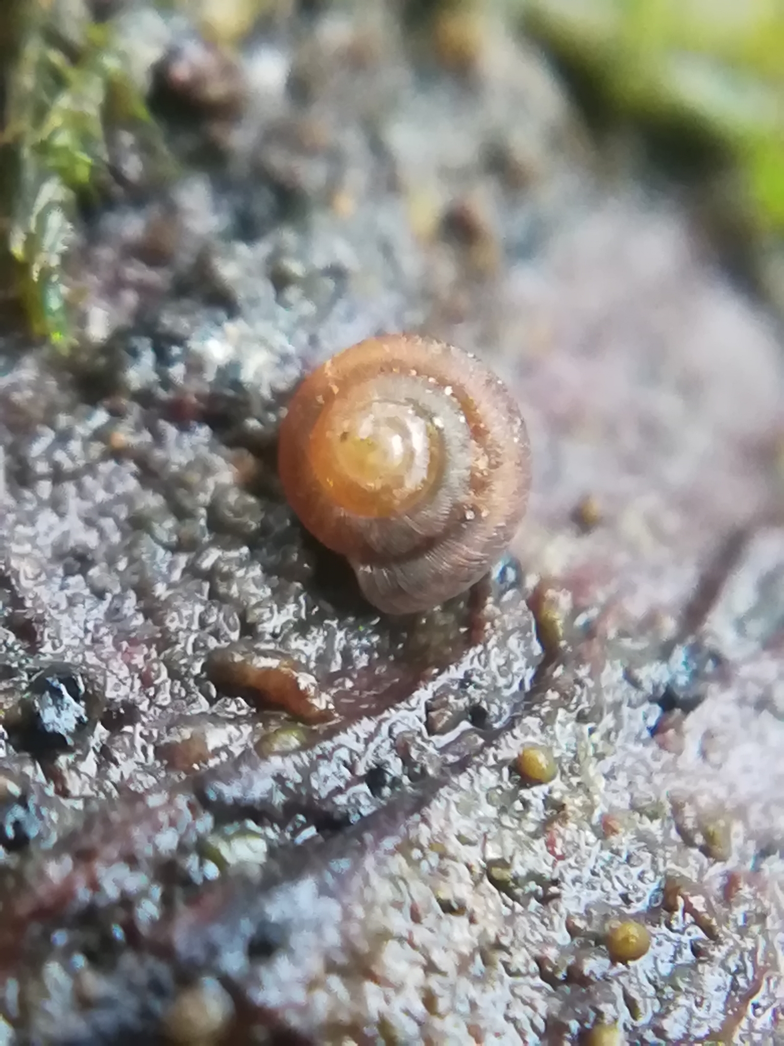 Punctum pygmaeum (Draparnaud, 1801)