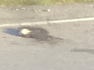 Striped Skunk from Thompsons Station Rd E, Thompson's Station, TN, US ...