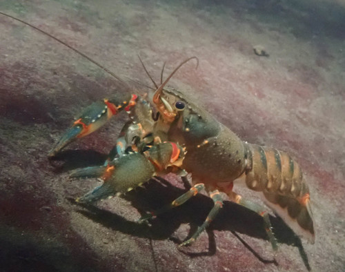 Euastacus spinichelatus · iNaturalist