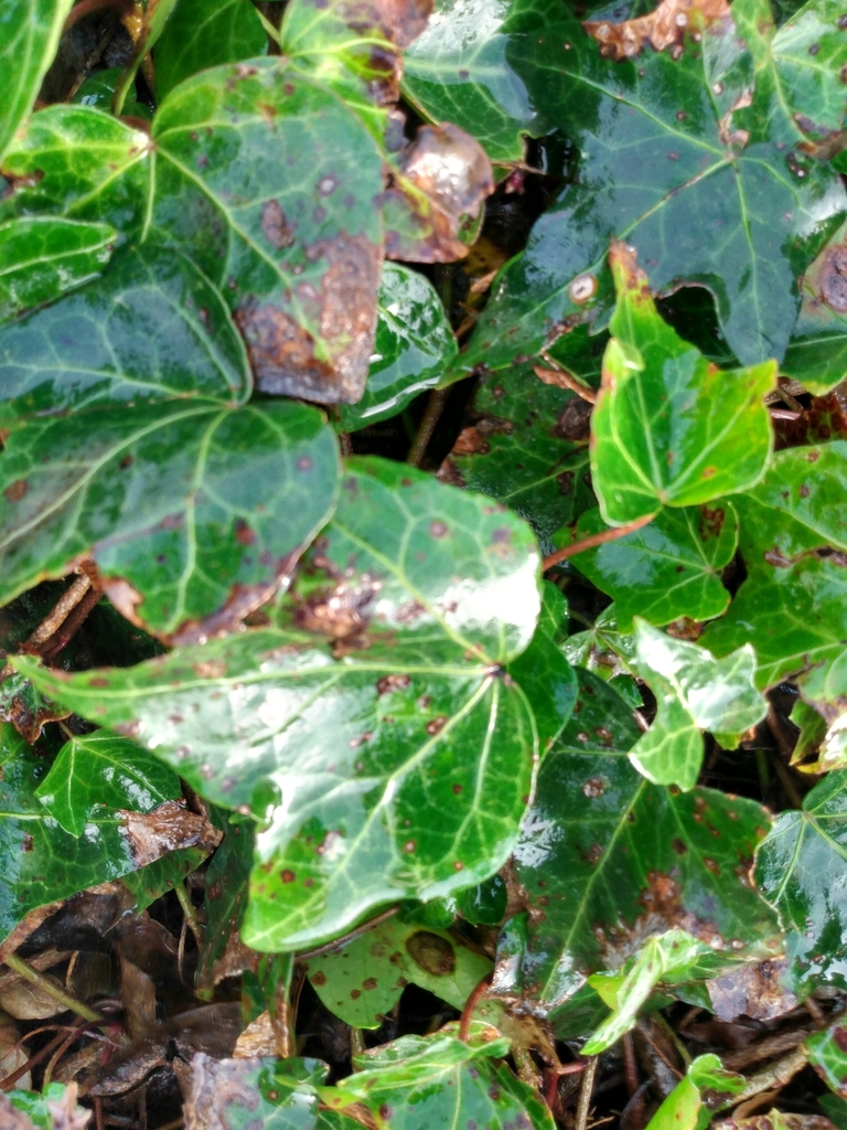 common ivy from Townsite, Oceanside, CA 92054, USA on January 29, 2021 ...