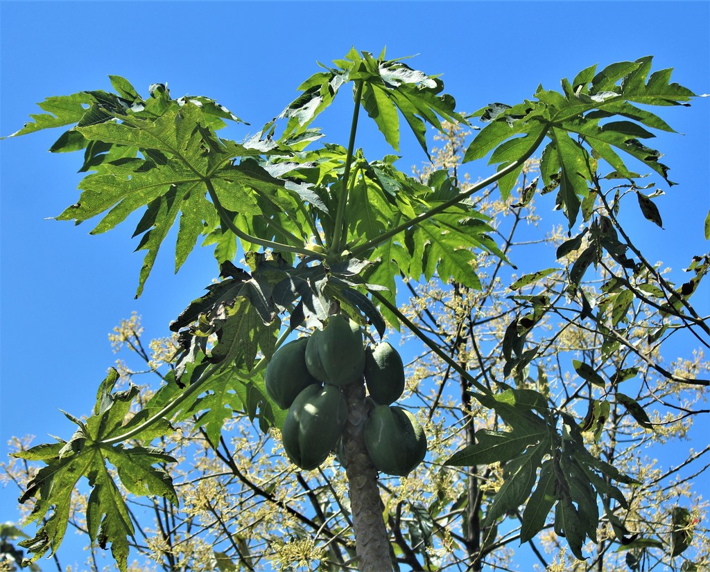 Papaya from Saltillo, Adjuntas, Puerto Rico, Adjuntas 00601, Puerto ...