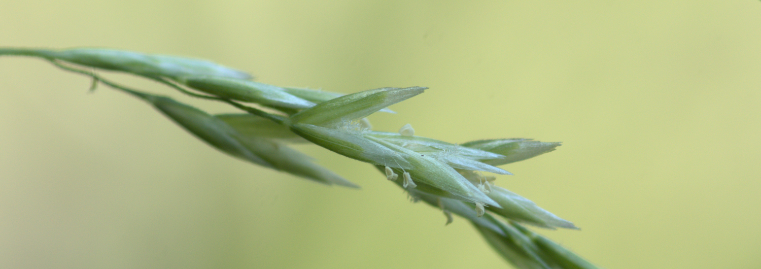 Graphephorum Desv.