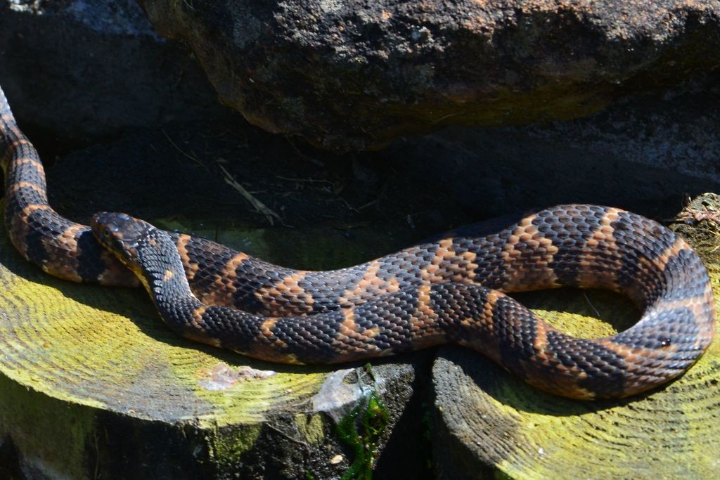 Banded Watersnake from Mobile, AL, USA on March 19, 2013 at 11:50 AM by ...