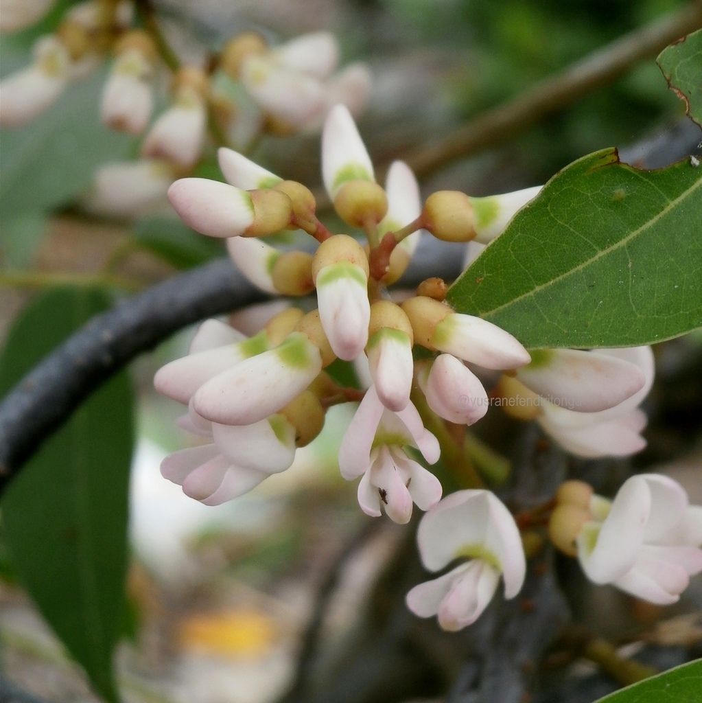 Common Derris from Tanjung Balai, Tanjung Balai City, North Sumatra ...
