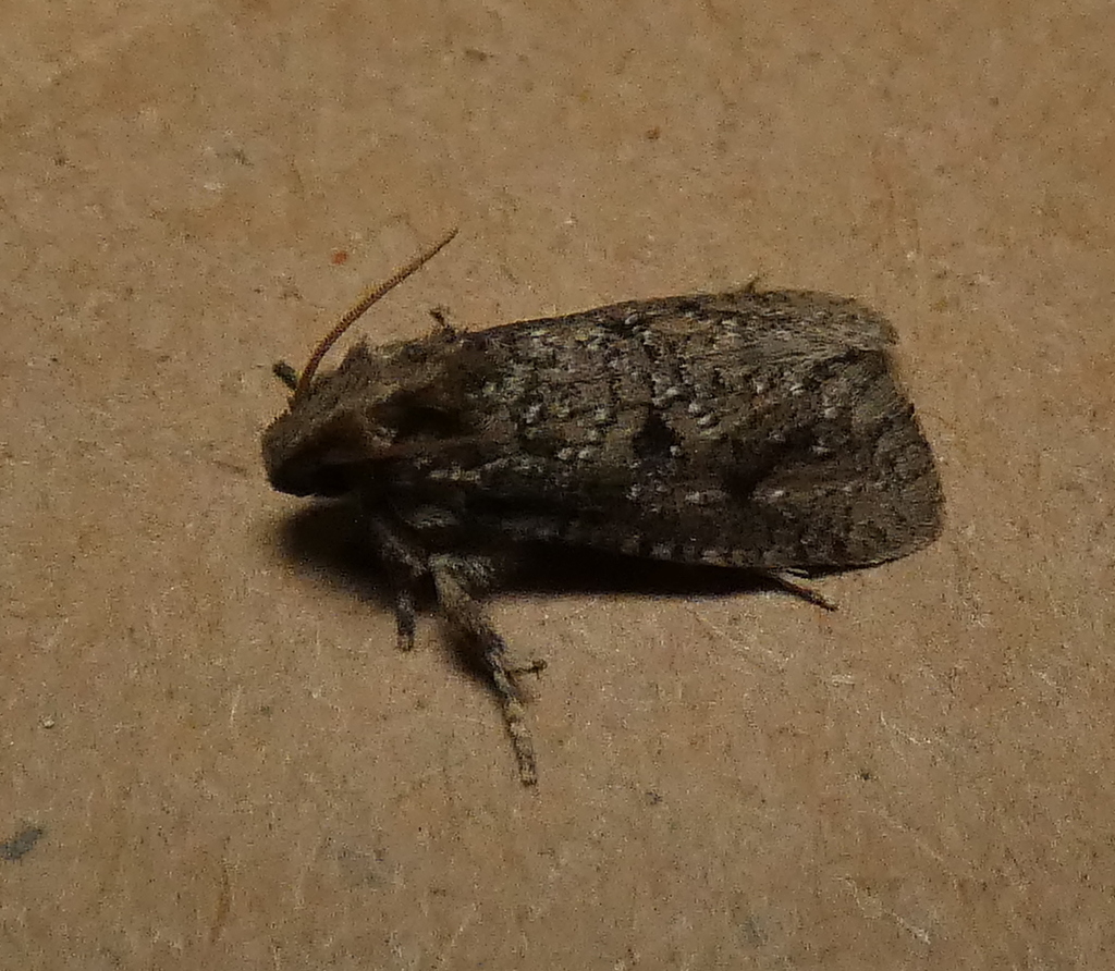 Grass Tubeworm Moths from Zona rural de Paudalho - Pernambuco on ...