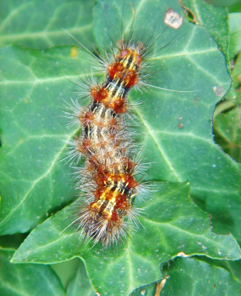 Tiger Moths and Allies in September 2009 by Mariana Amado Costa. Mata ...