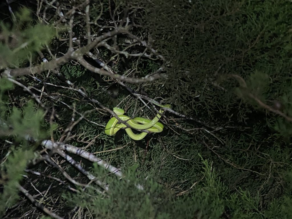 Side-striped palm pit viper from Puntarenas, CR on January 29, 2021 at ...