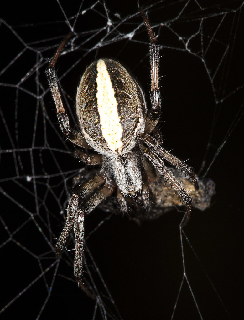 Common Web-spider from Diwan QLD 4873, Australia on January 30, 2021 at ...