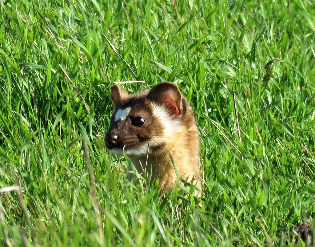 Long-tailed Weasel from Marin County, CA, USA on January 29, 2021 at 01 ...