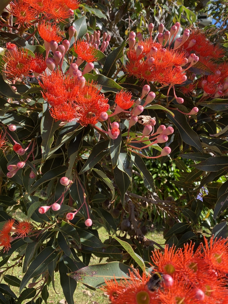 Red-flowering gum from Bosworth Terrace, Mount Victoria, Wellington, NZ ...