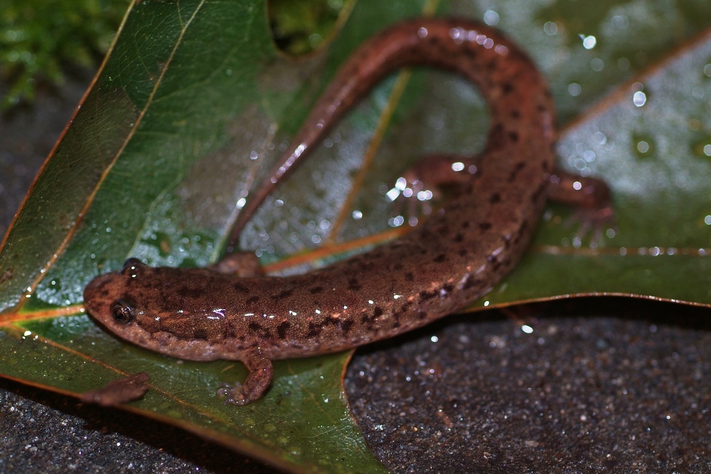 Northern Dusky Salamander from Gillette, NJ 07933, USA on June 12, 2011 ...