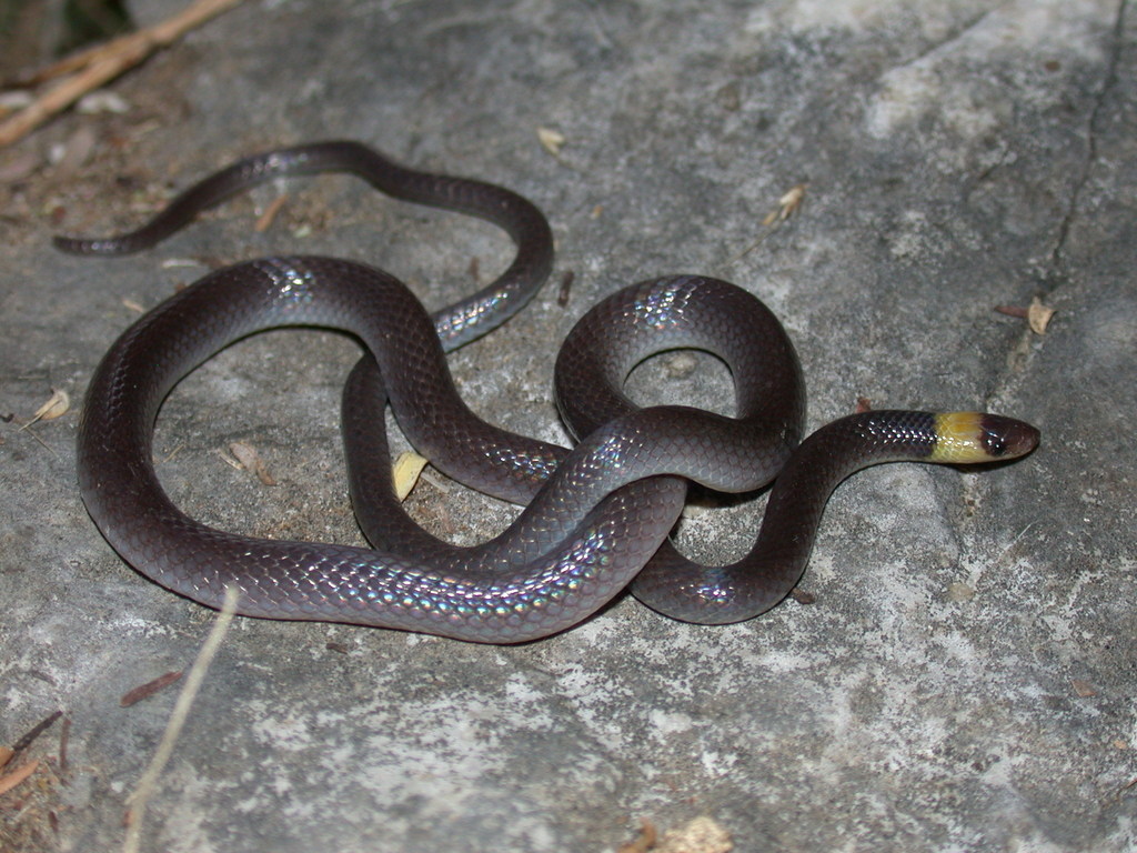 Pacific Longtail Snake from Guanacaste Province, Bagaces, Costa Rica on ...