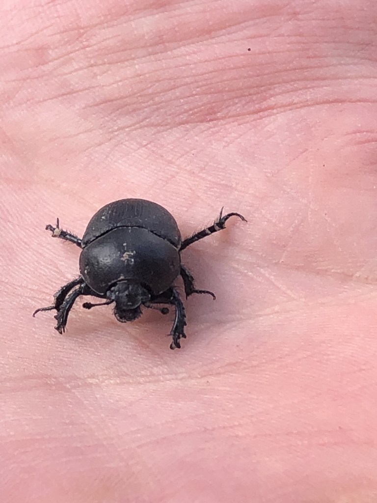 Opaque Earth Boring Beetle from Hamilton Pool Rd, Dripping Springs, TX ...