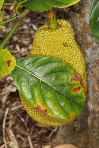 Phyllosticta artocarpi · iNaturalist