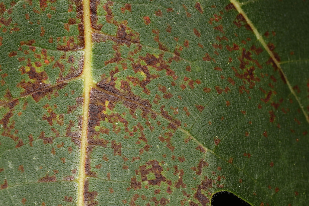 Fig rust from Florida Botanical Gardens, Largo, Florida, USA on July 13 ...