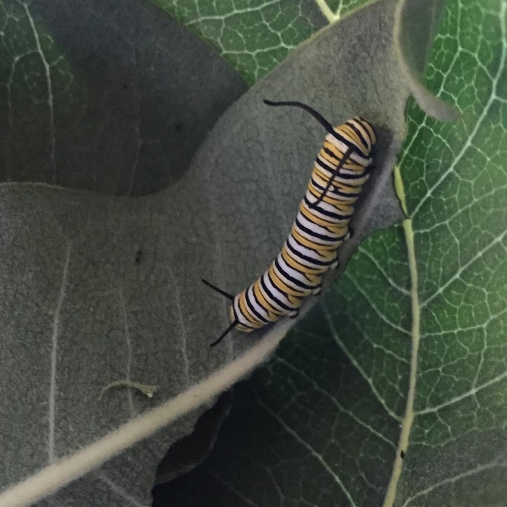 Monarch from N Buchanan Ave, Portland, OR, US on July 15, 2015 at 03:00 ...