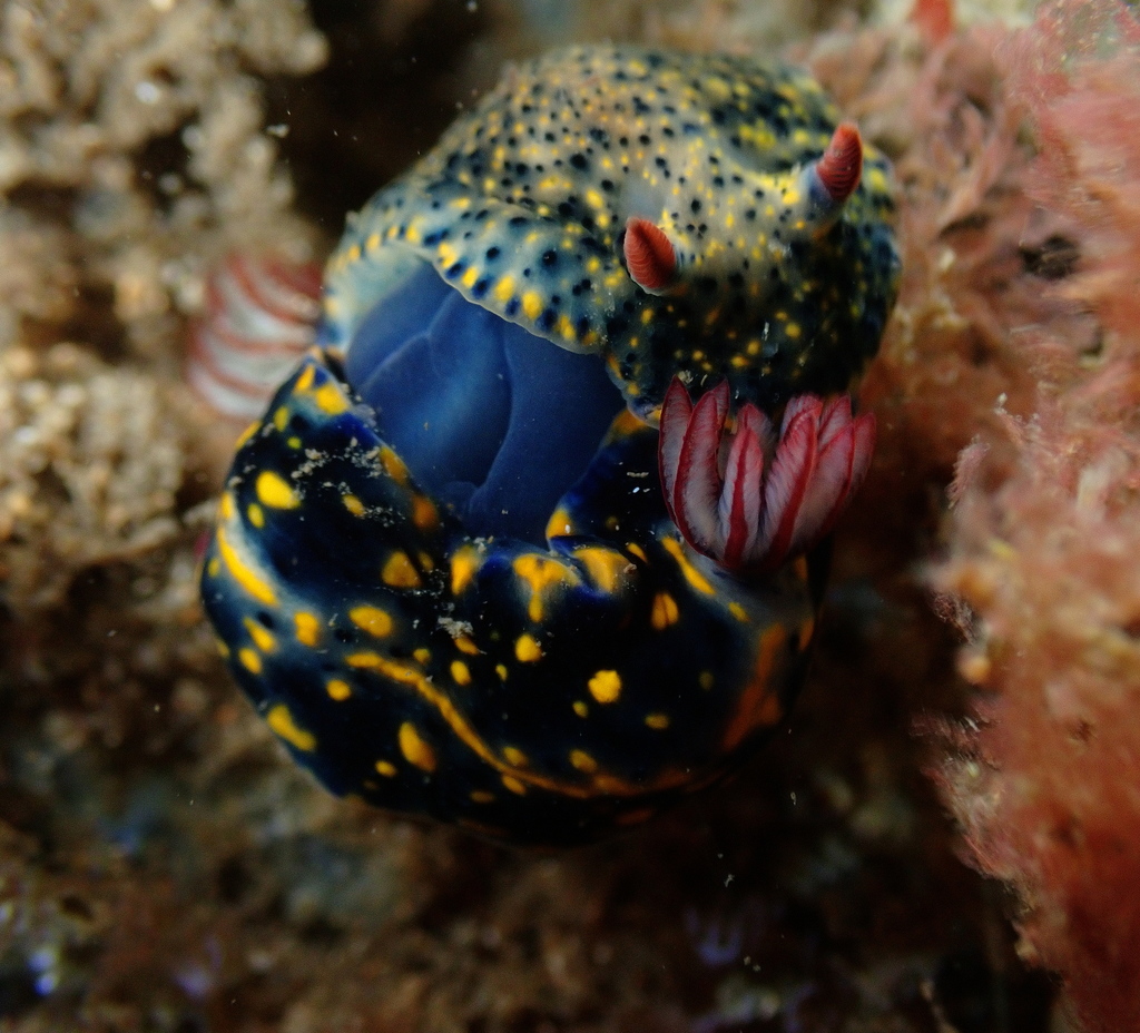 Hypselodoris obscura from Sydney NSW, Australia on January 30, 2021 at ...