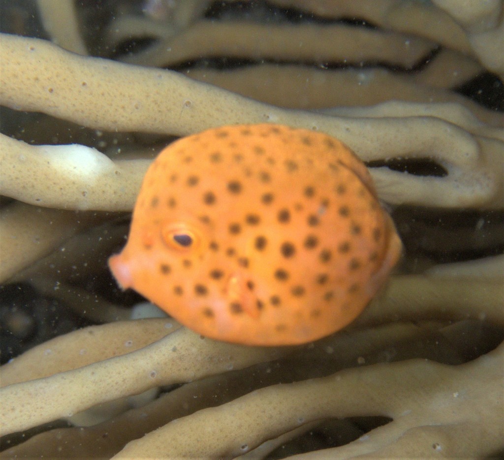 Eastern Smooth Boxfish from Sydney NSW, Australia on January 30, 2021 ...