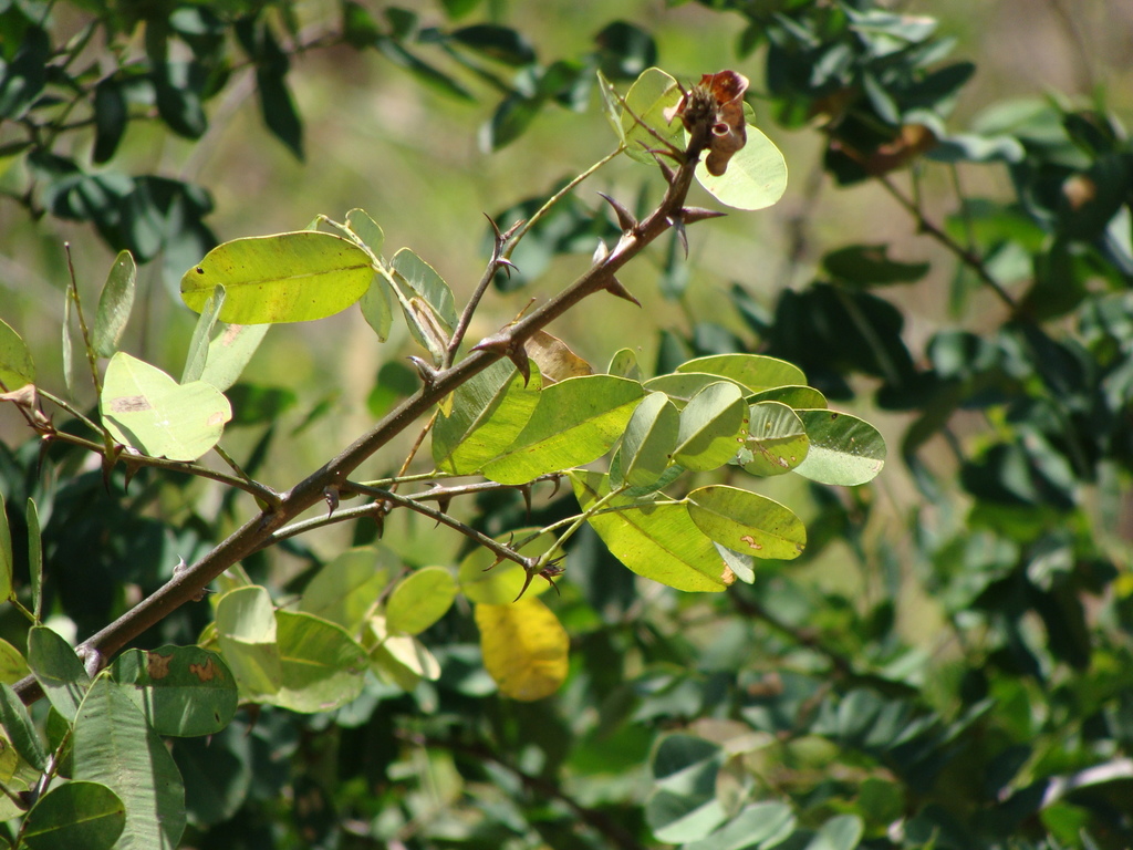 (Machaerium biovulatum) - Botanical Realm