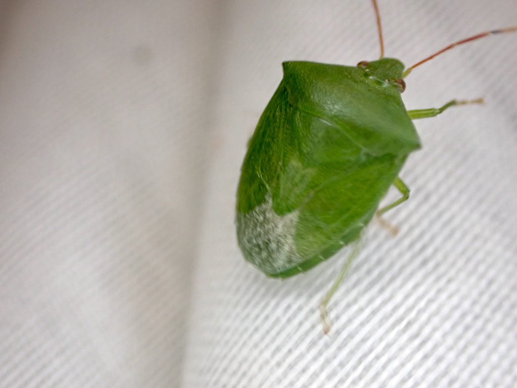 Green potato bug from Lincoln, New Zealand on January 27, 2021 at 10:09 ...