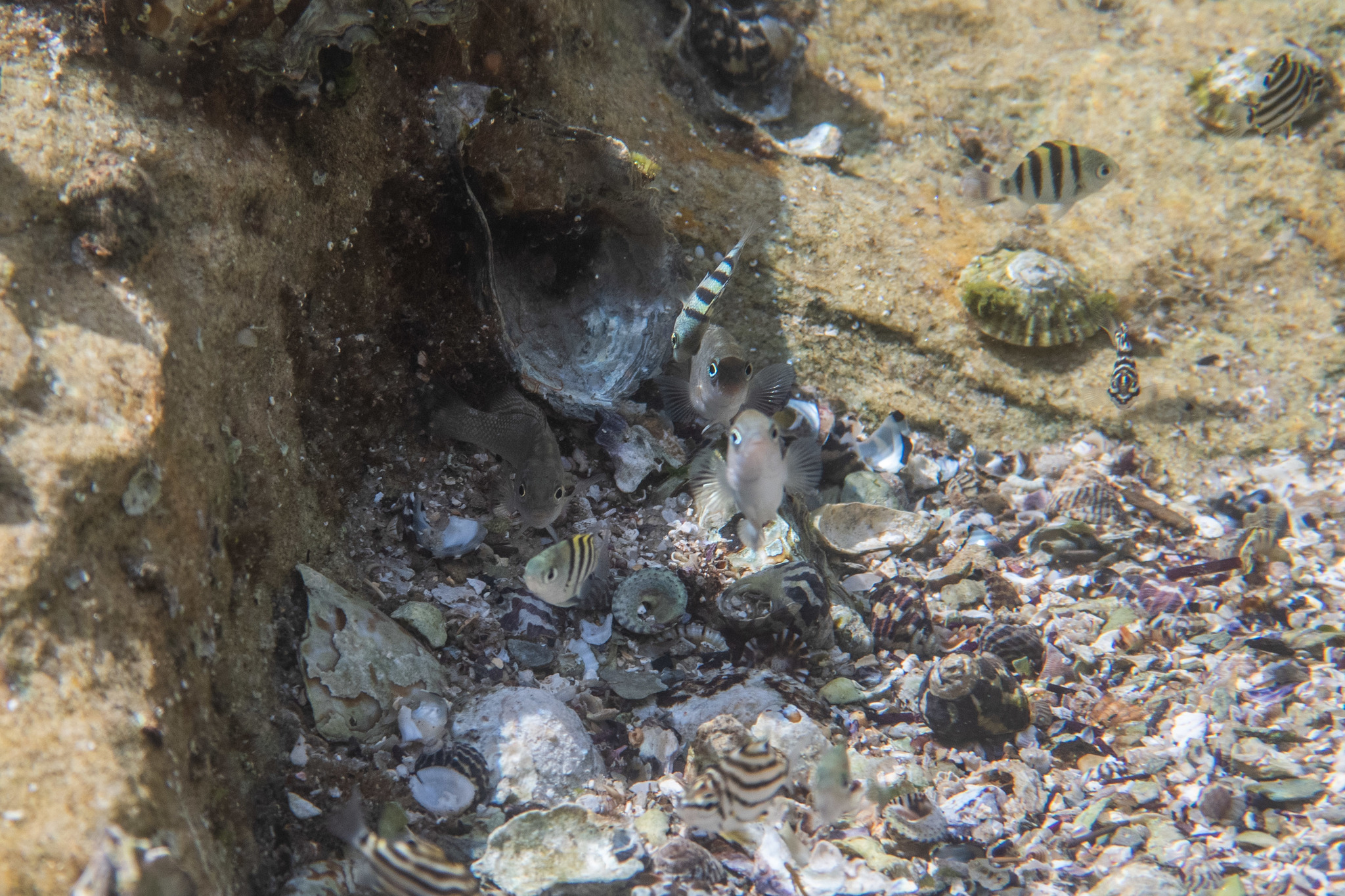 Girella elevata Macleay, 1881