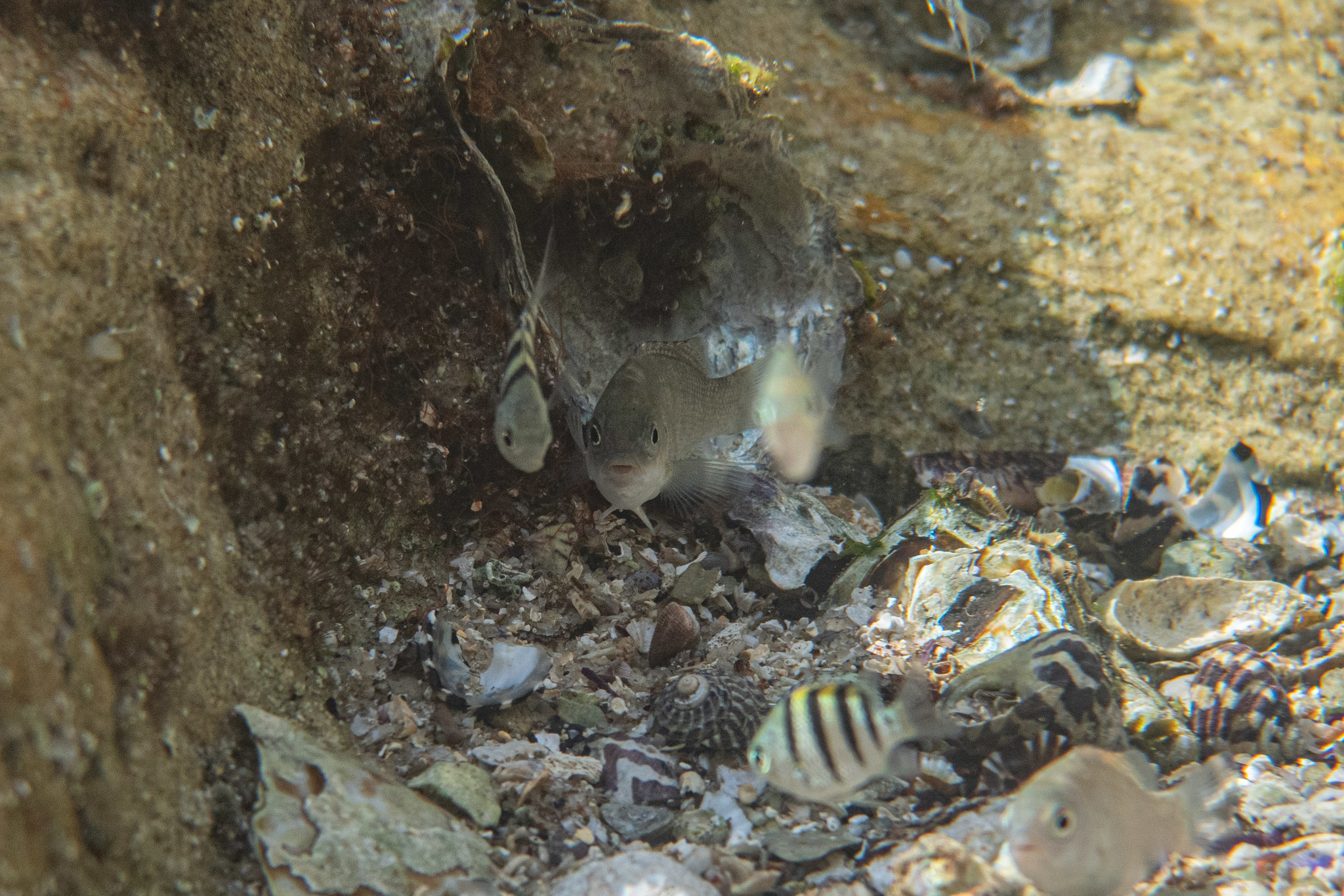 Girella elevata Macleay, 1881