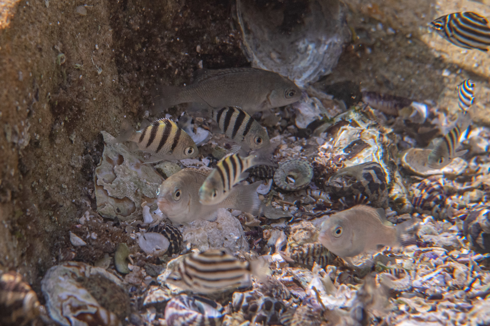 Girella elevata Macleay, 1881