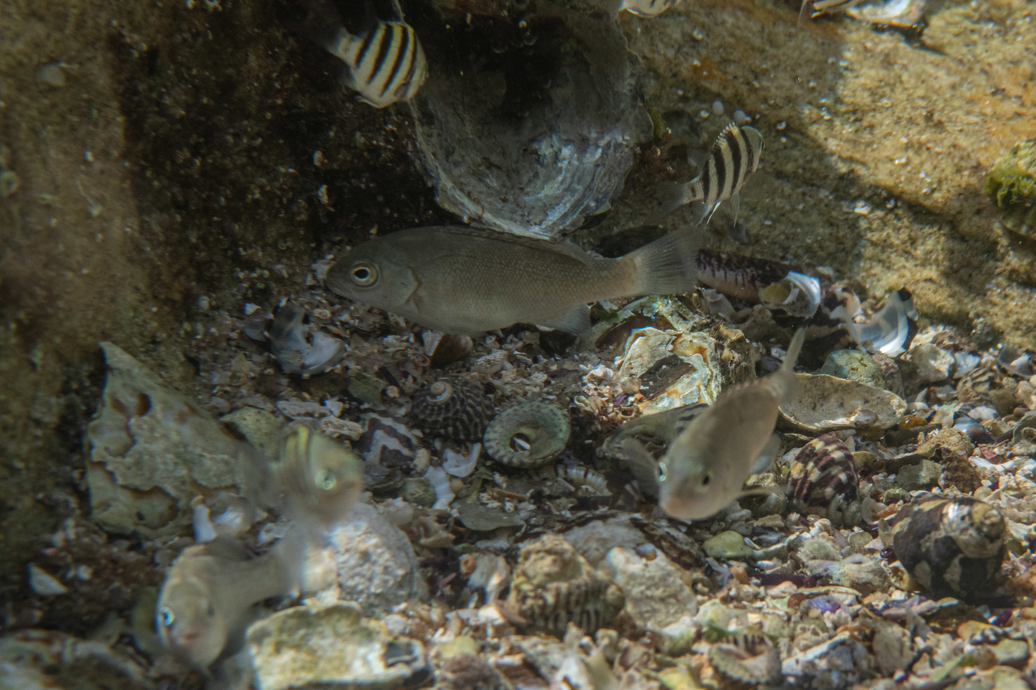 Girella elevata Macleay, 1881