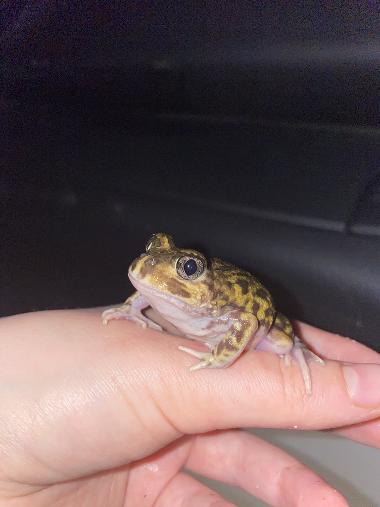 Painted Burrowing Frog from Summit Road, Mount Barker Summit, SA, AU on ...