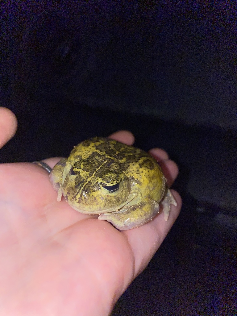 Painted Burrowing Frog from Critchley Road, Rockleigh, SA, AU on ...