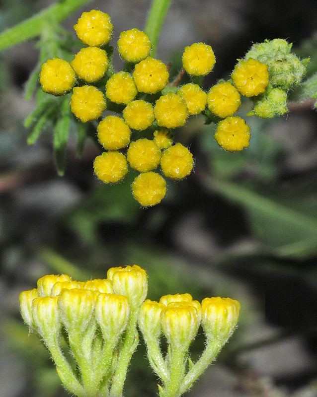 (Tanacetum annuum) - Botanical Realm