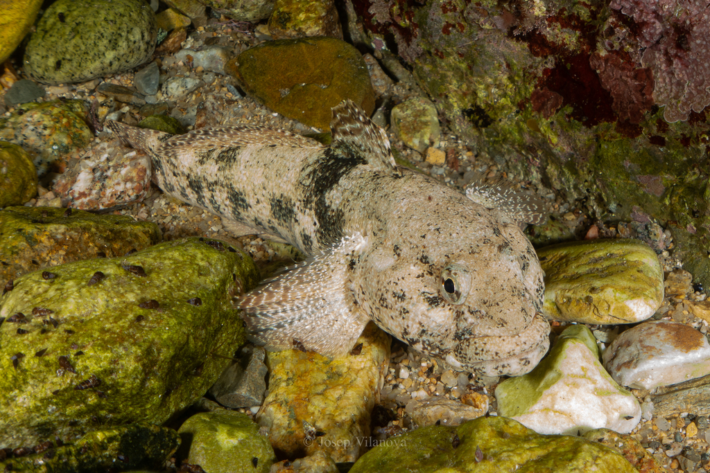 Giant Goby from Girona, Cataluña, Spain on January 27, 2021 at 08:55 PM ...