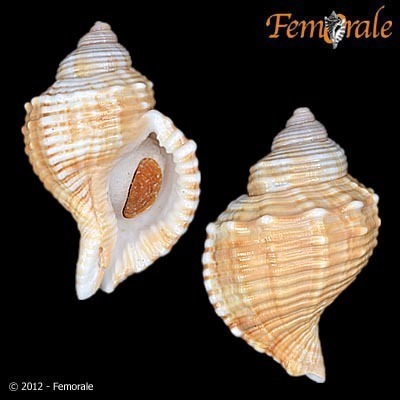 Linatella caudata (North carolina marine molluscs) · iNaturalist