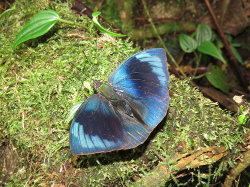 Subespecie Memphis laura laura · iNaturalist Ecuador