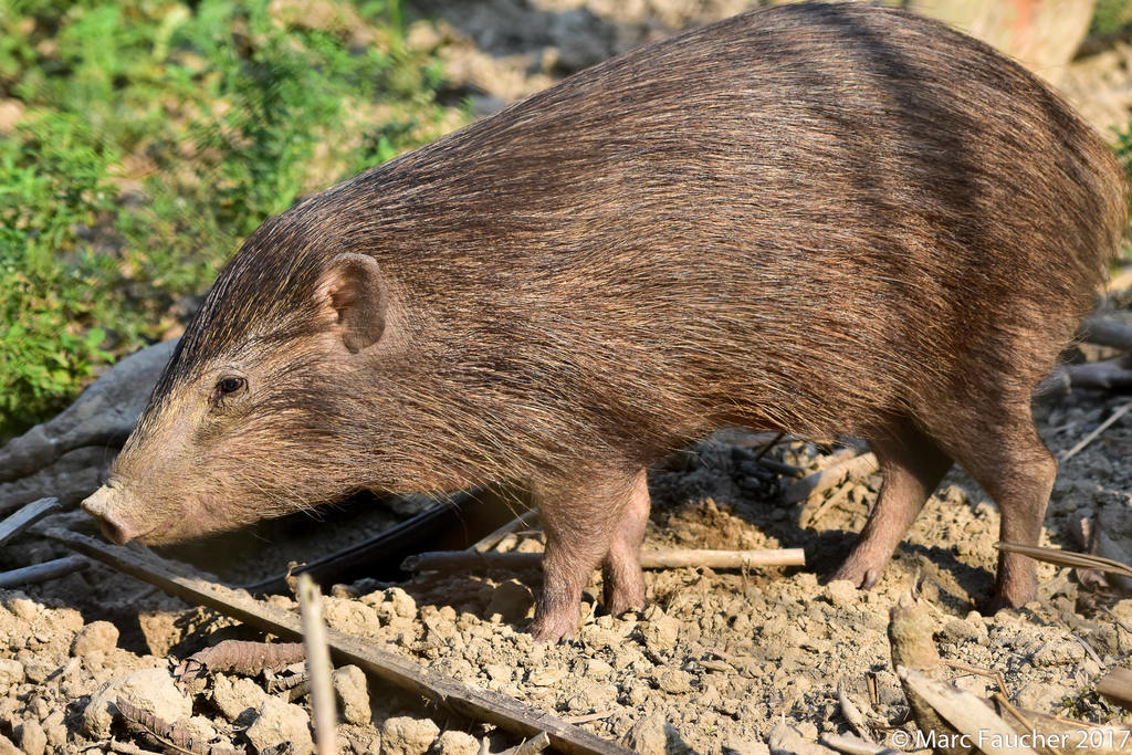 Pygmy Hog in February 2016 by pfaucher. At the Pygmy Hog Conservation ...